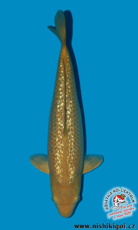 Gin Rin Chagoi JK 20190254 | Aquatica KOI Centrum